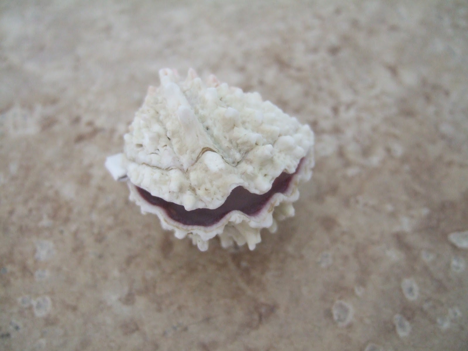 Marine Life: Spiny Jewel Box Shells