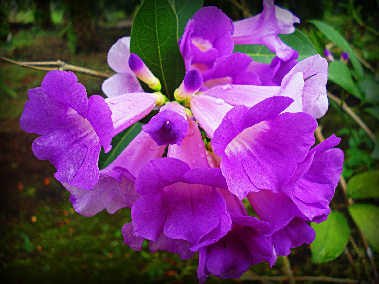 Bunga Desa Pelbagai Warna & Rupa - Relaks Minda