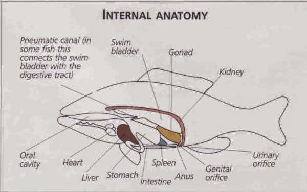 Aquarium: Fish (Anatomy and Biology)