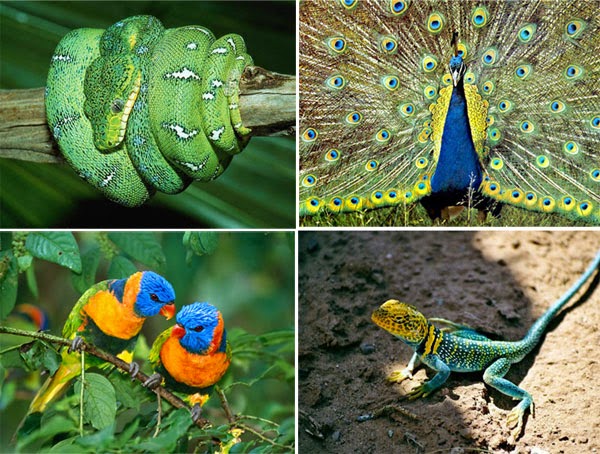 CULTURAS MAYAS: CULTURA MAYA