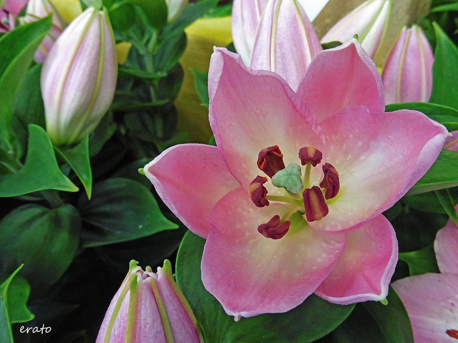 [97+] Fleur Qui S Ouvre Gif Téléchargement Gratuit Télécharger | Unique ...