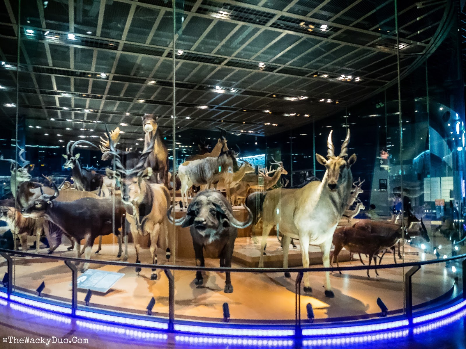 National Museum of Nature and Science Tokyo : Guide - TheWackyDuo.com ...