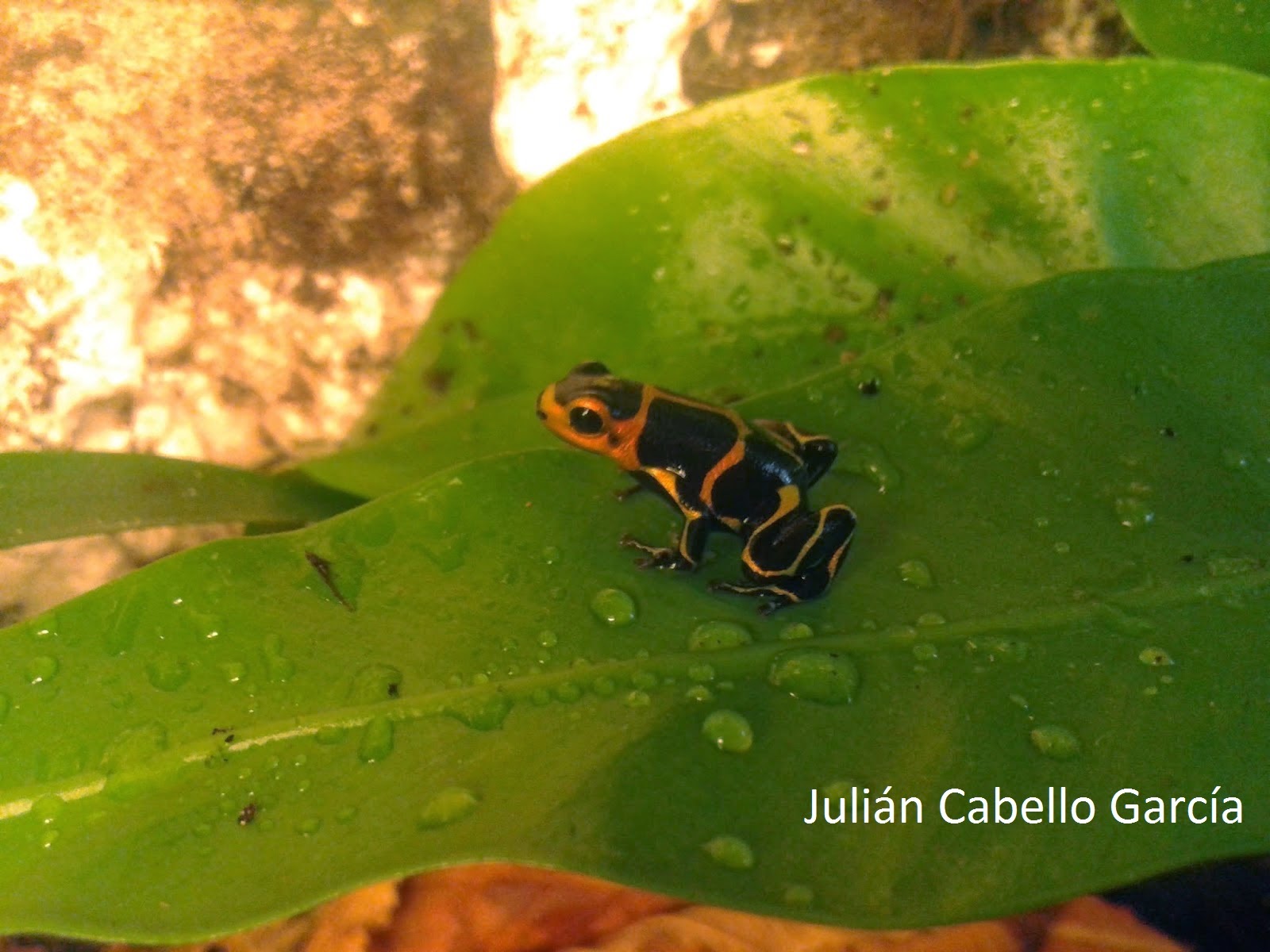 Dendroland: Diario de una "Intermedius" (Ranitomeya Imitator ...