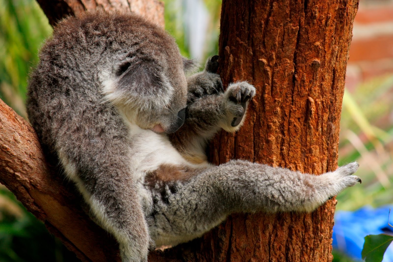 Thru my Sydney Eye: Is the Koala vulnerable?