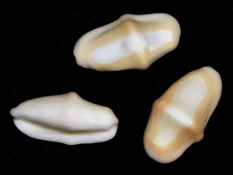 Teeming With Life: The Exquisite Flamingo Tongue