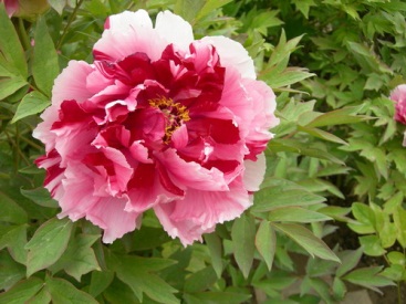 Hanafuda Hub!: You can't get any more Japanese than Hanafuda - Part Two