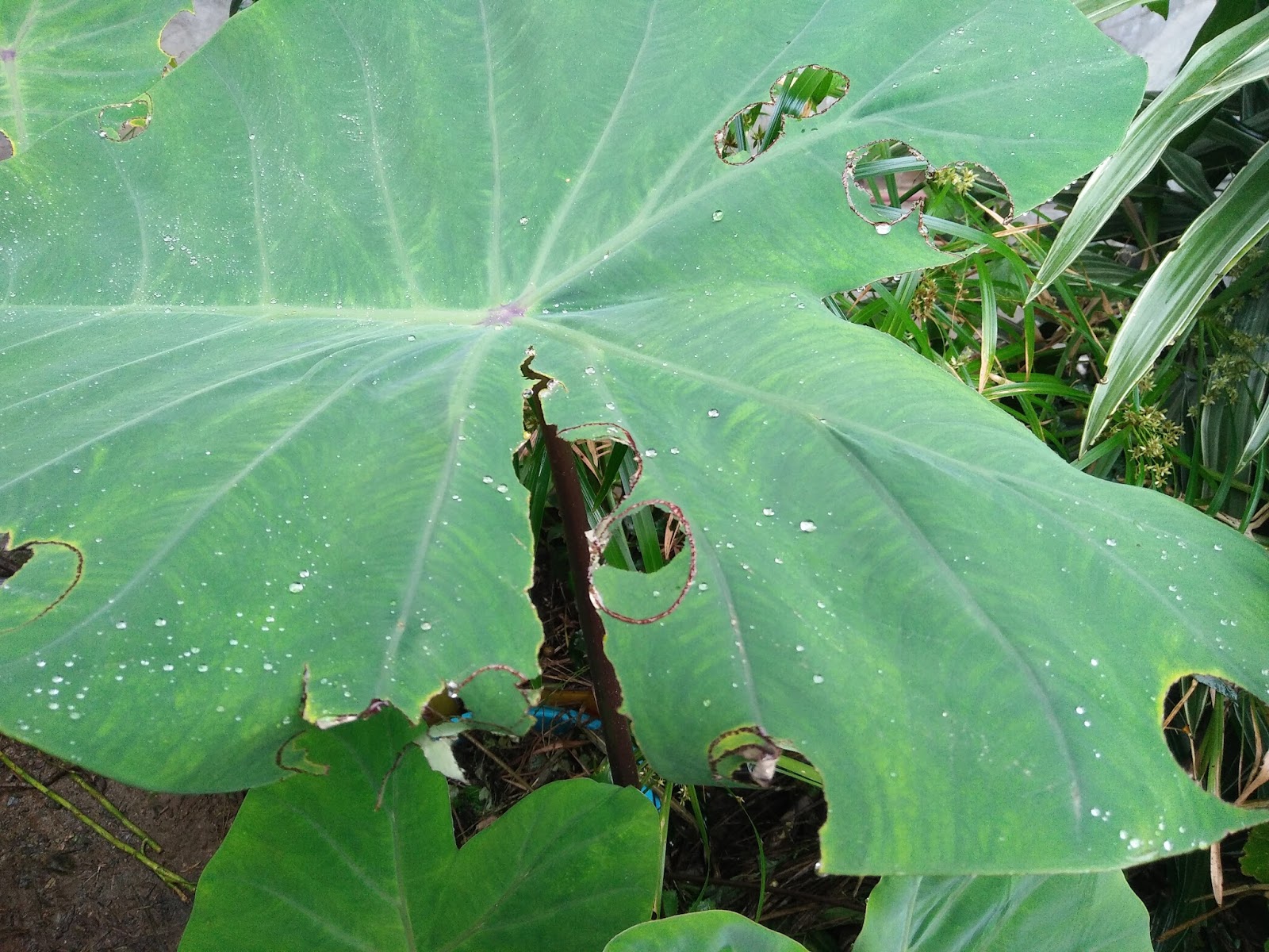Brain Link: What’s Causing Those Circular Holes on Your Taro Plants?