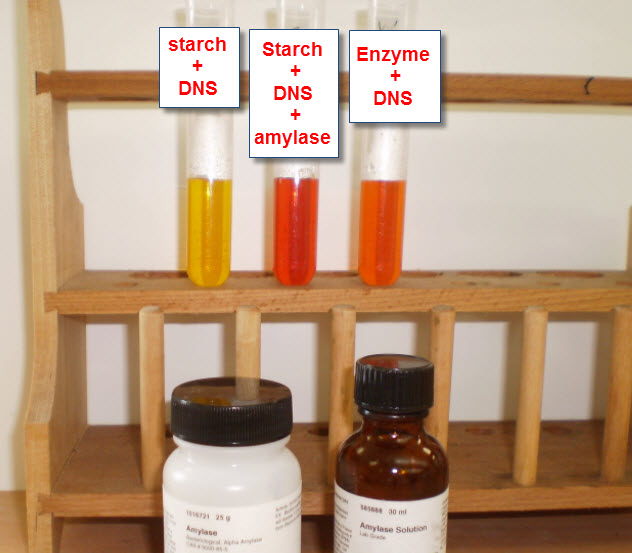 IB Biology/Chemistry: IB Biology IA, enzyme amylase experiment on ...