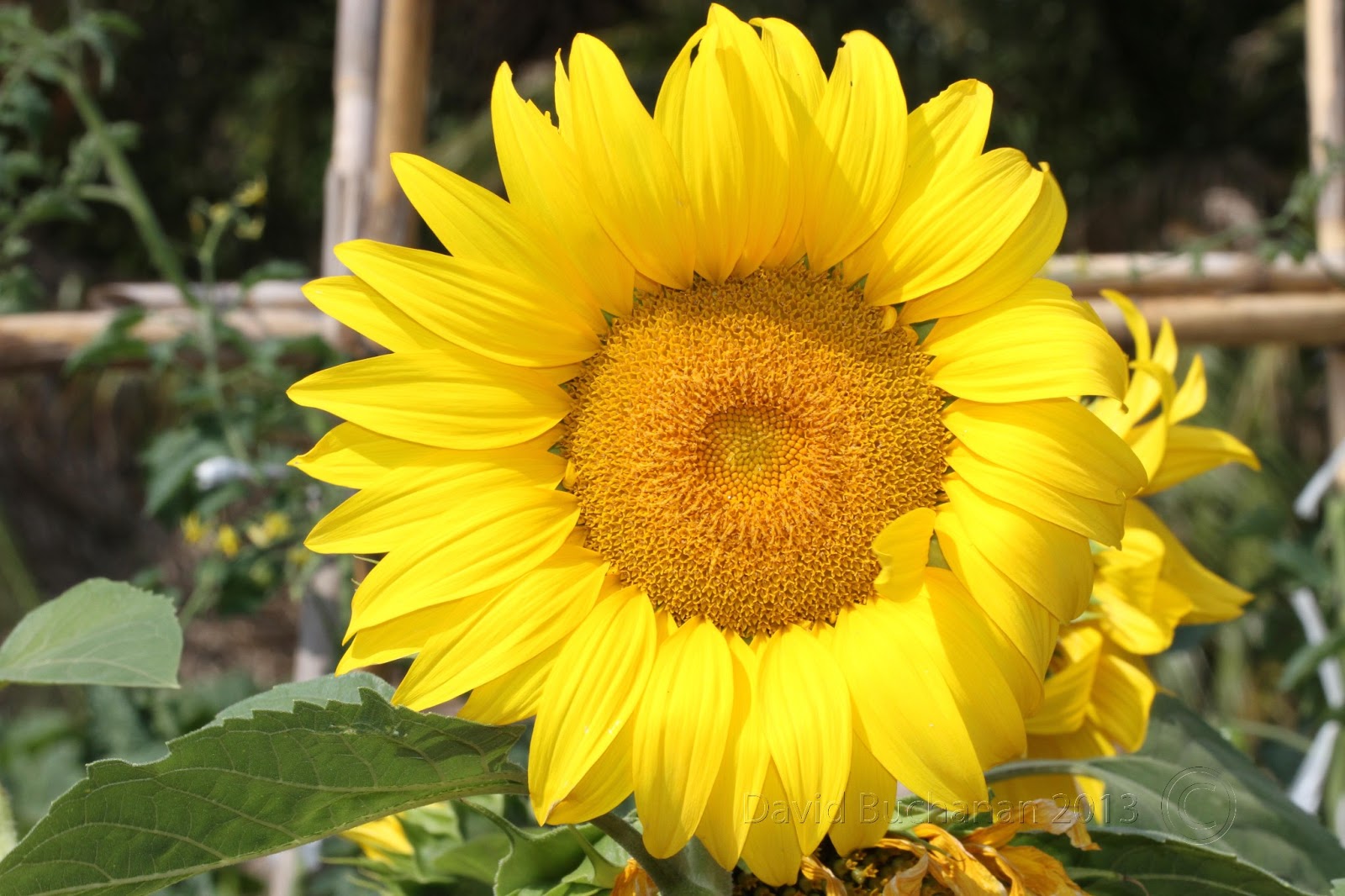 greenideas.es: girasols sunflowers