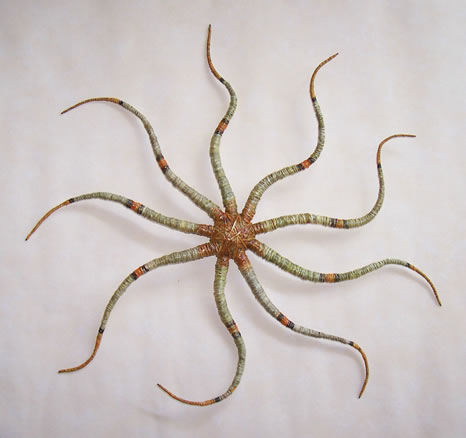 Namibia Reservations: 10 Facts About Starfish