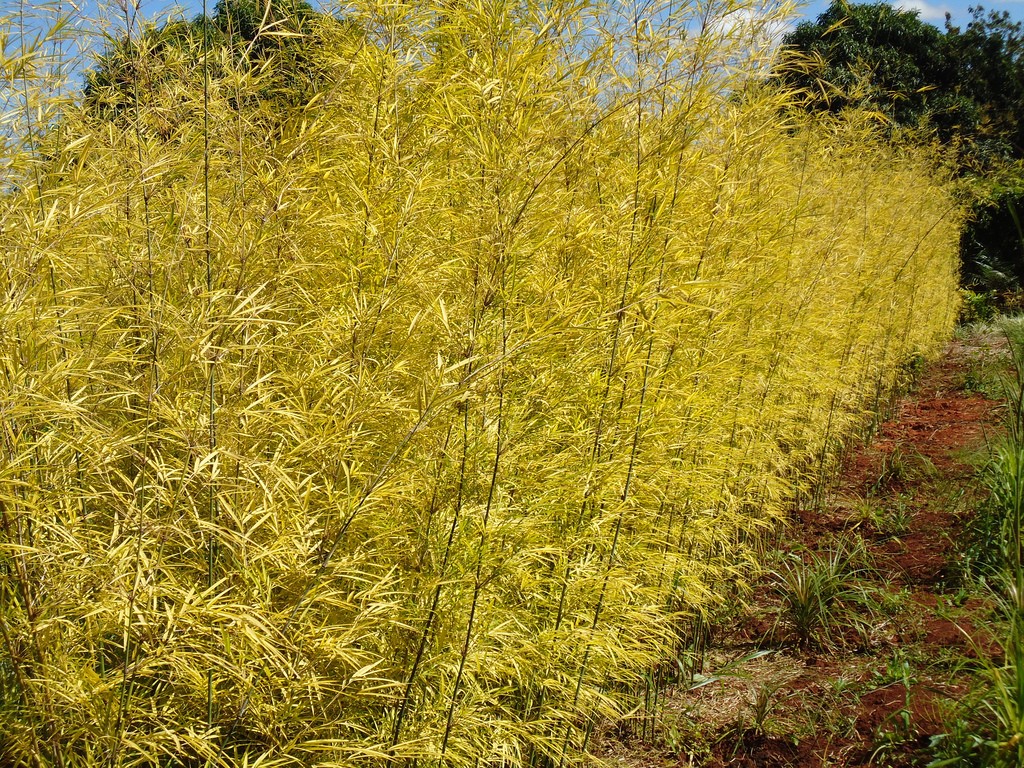 RW PAISAGISMO: ARBUSTIVA: BAMBUZA