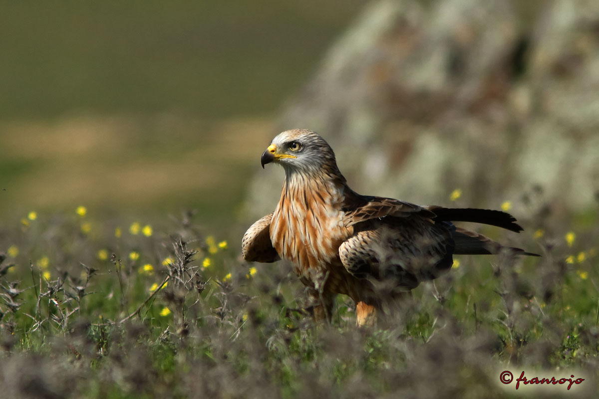 franrojo photo: Milano real
