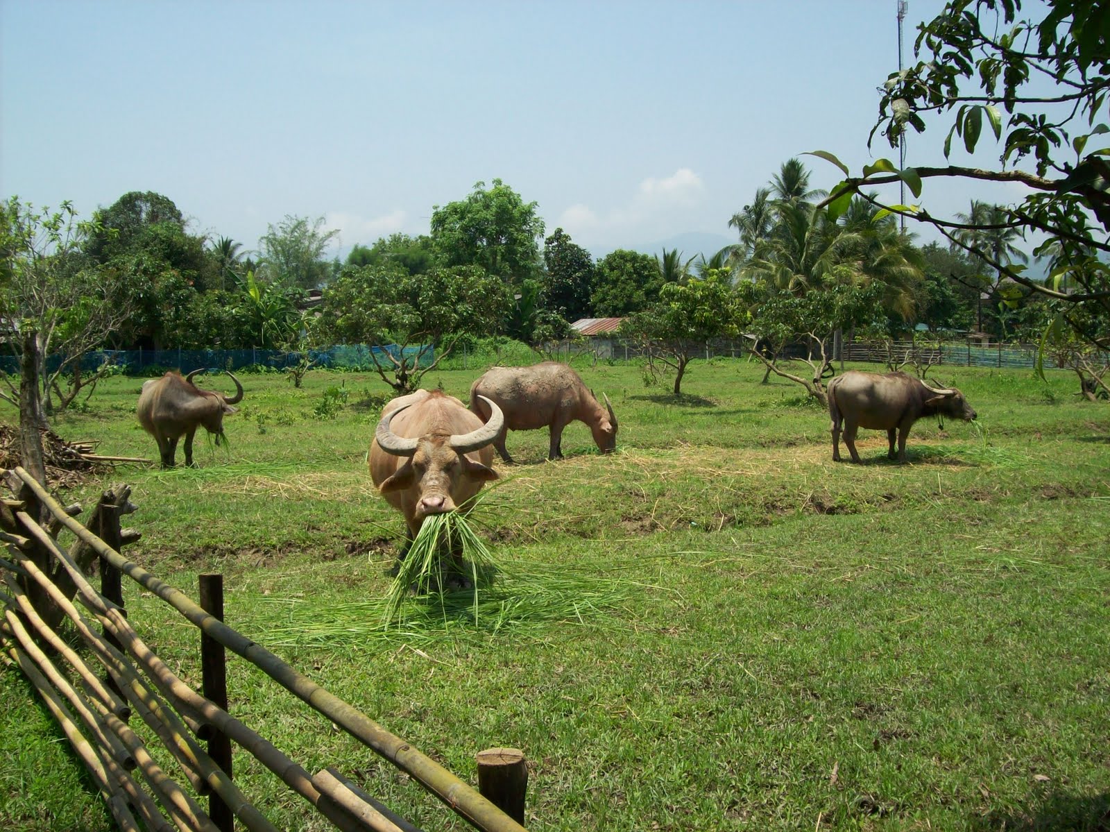 One Voice for Animals: Moving Sanctuary- 50 animals need new homes built.