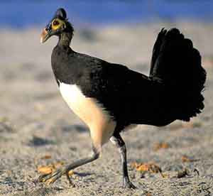 Informasi Tentang Burung Maleo Senkawor | Burung Gue