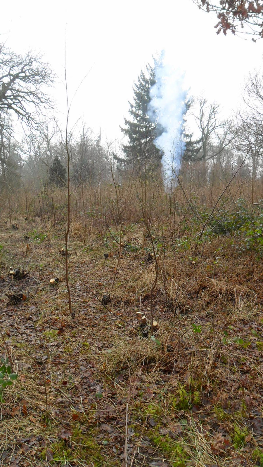 Worcester College Gardeners 2009-2018: Coppicing At The Harcourt Arboretum