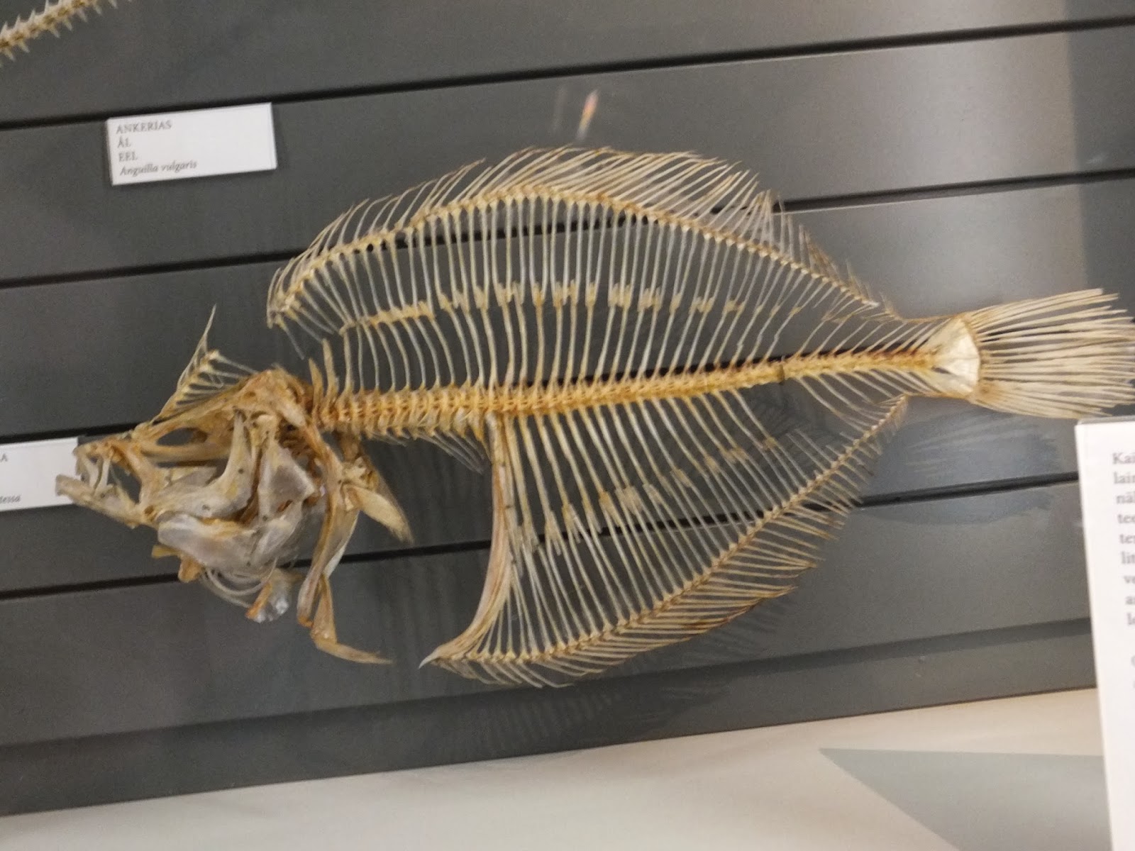 Annen jutut: HELSINKI LUONNONTIETEELLINEN MUSEO 2