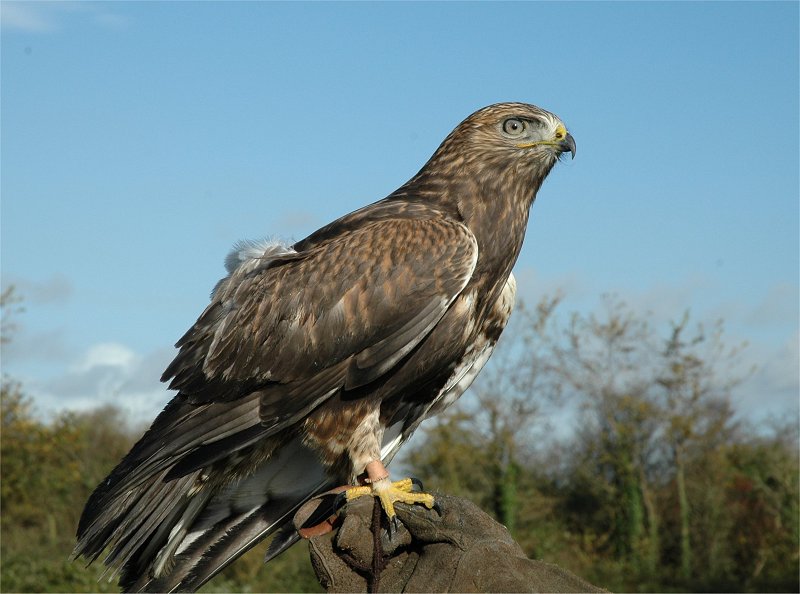 Murfs Wildlife : Common Buzzard