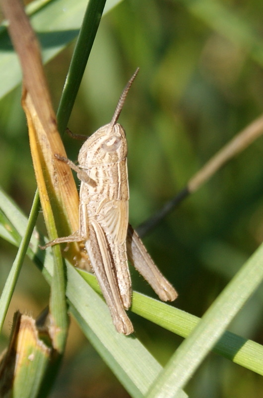 Kruipende Insekten: . . Veldsprinkhanen