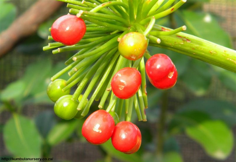Botani Bunga Desember (Blood Lily) - Biologizone