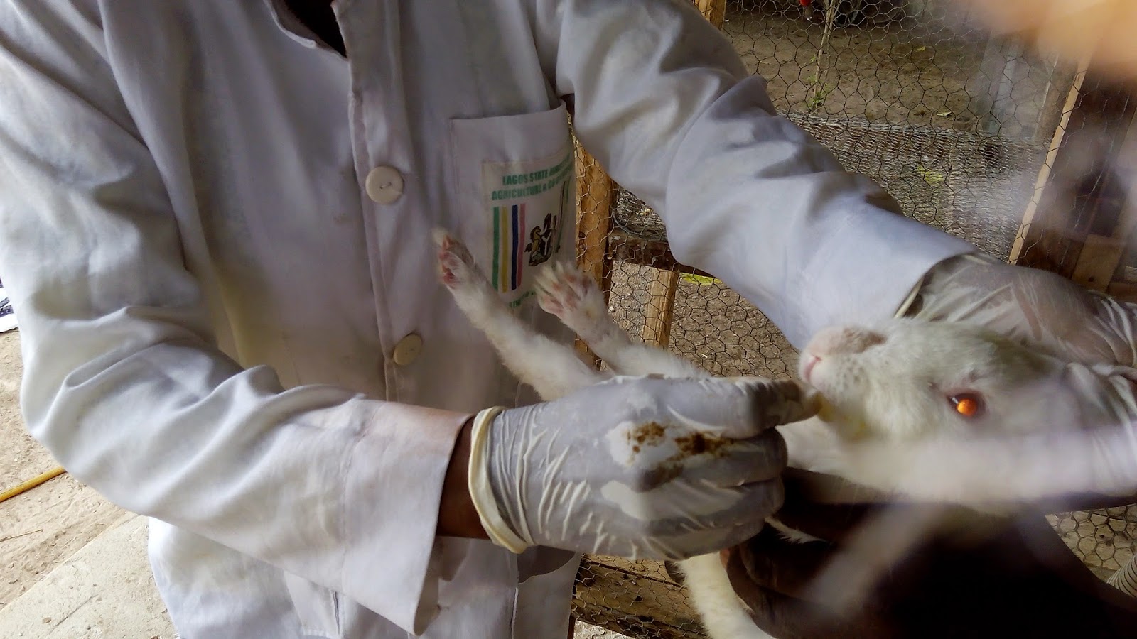 AGRO-VETERINARY BUSINESS .: HOW TO TREAT MANGE IN RABBIT.