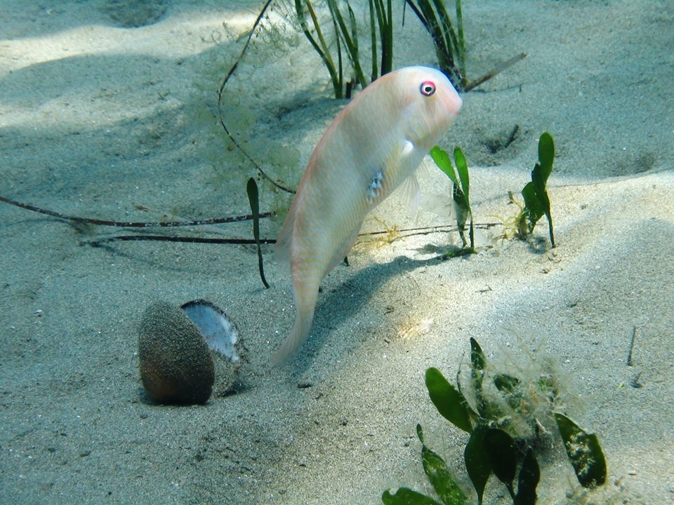 Biodiversity of Cyprus by NGO Protection of the Natural Heritage and ...