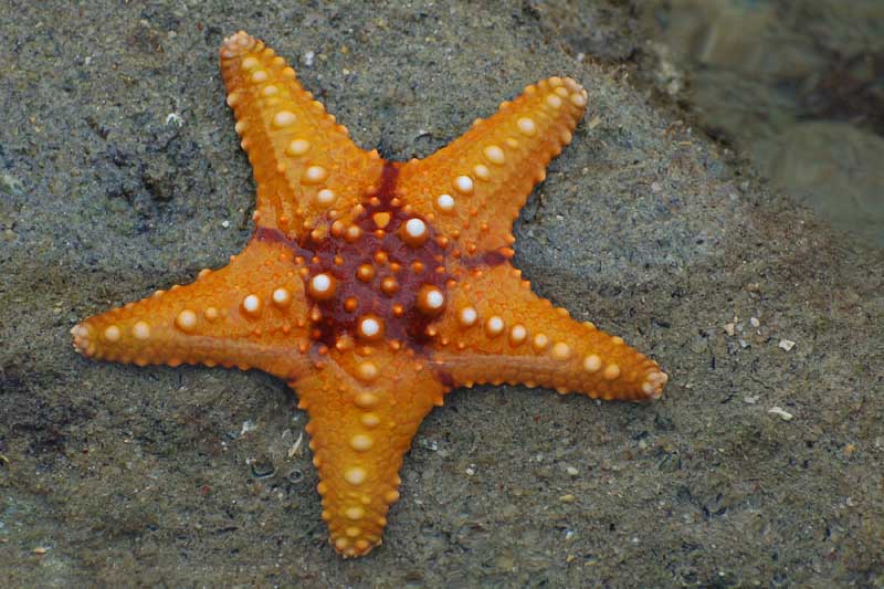Escola de naturalistes: Les estrelles de mar