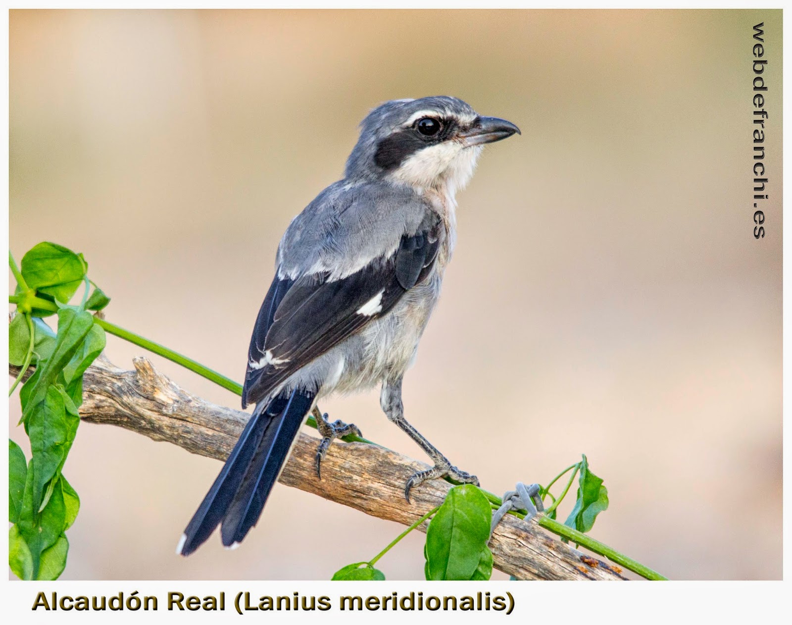 Vive, que no es poco.: Alcaudón Real - Lanius meridionalis