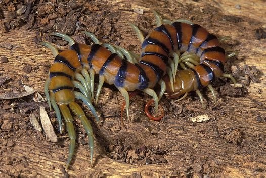 Centipede Animals | Interesting Facts & New Pictures | All Wildlife ...