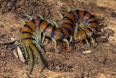 Centipede Animals | Interesting Facts & New Pictures | All Wildlife ...