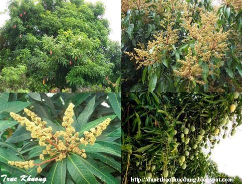 Vuon Duoc Thao: Xoài - Mango