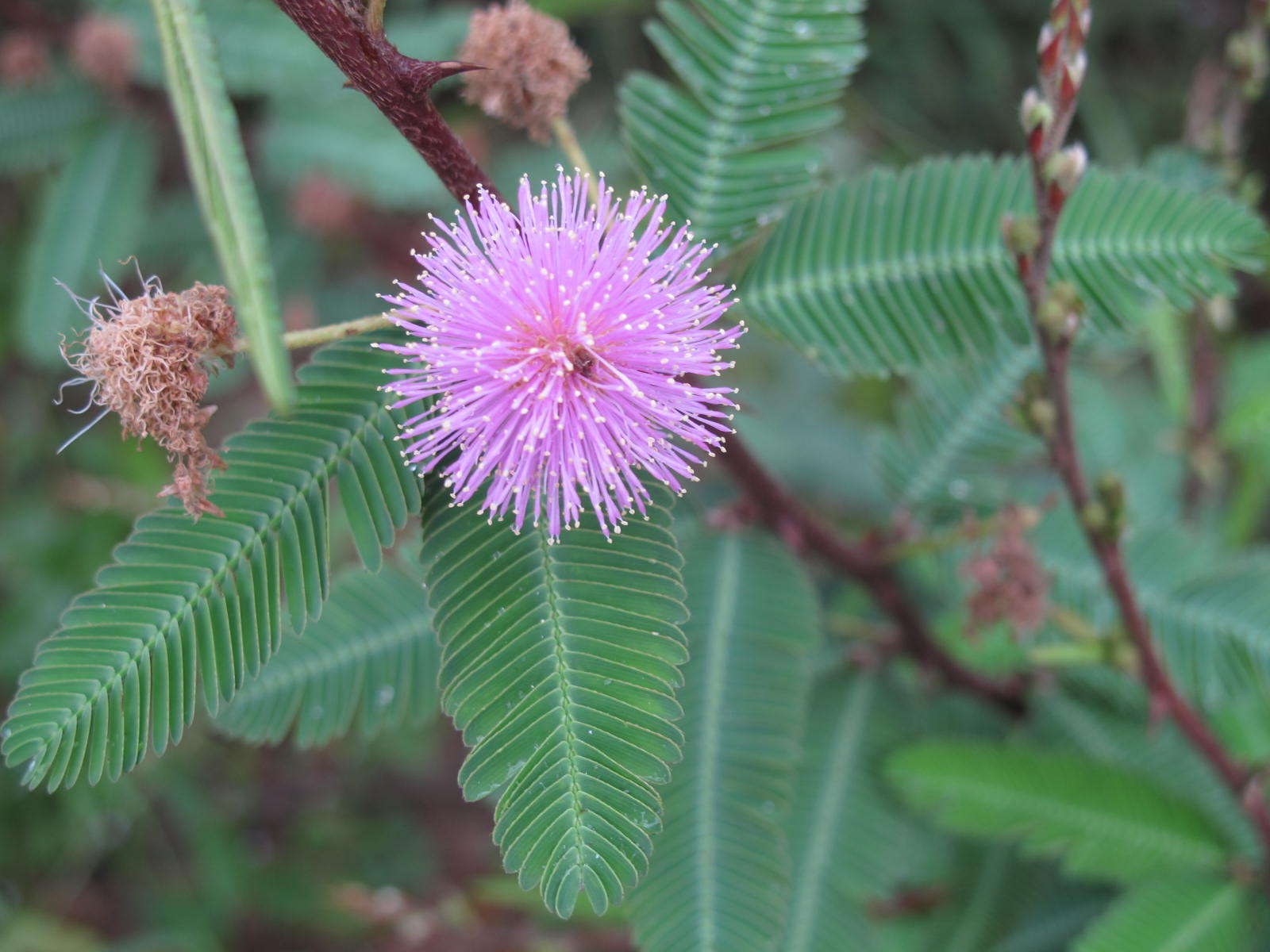 Fabaceae - Leguminosae no Brasil: Fabaceae - Mimosa xanthocentra Mart.