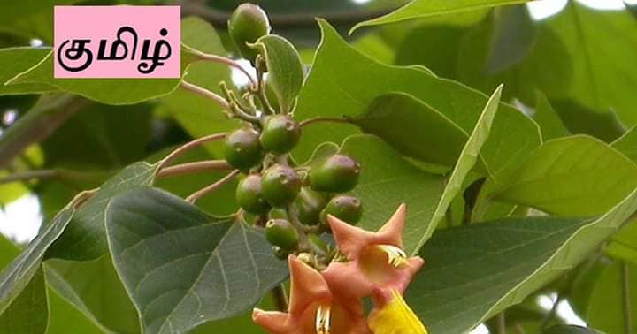 Trees- Banyan, Arasan, Bamboo, Jack, Nochi, Karuvel, Kodukka, Tamrid, neem