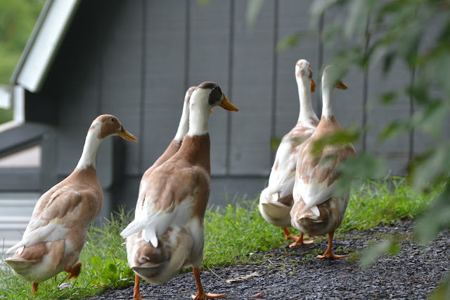 The Secret Life of Runner Ducks