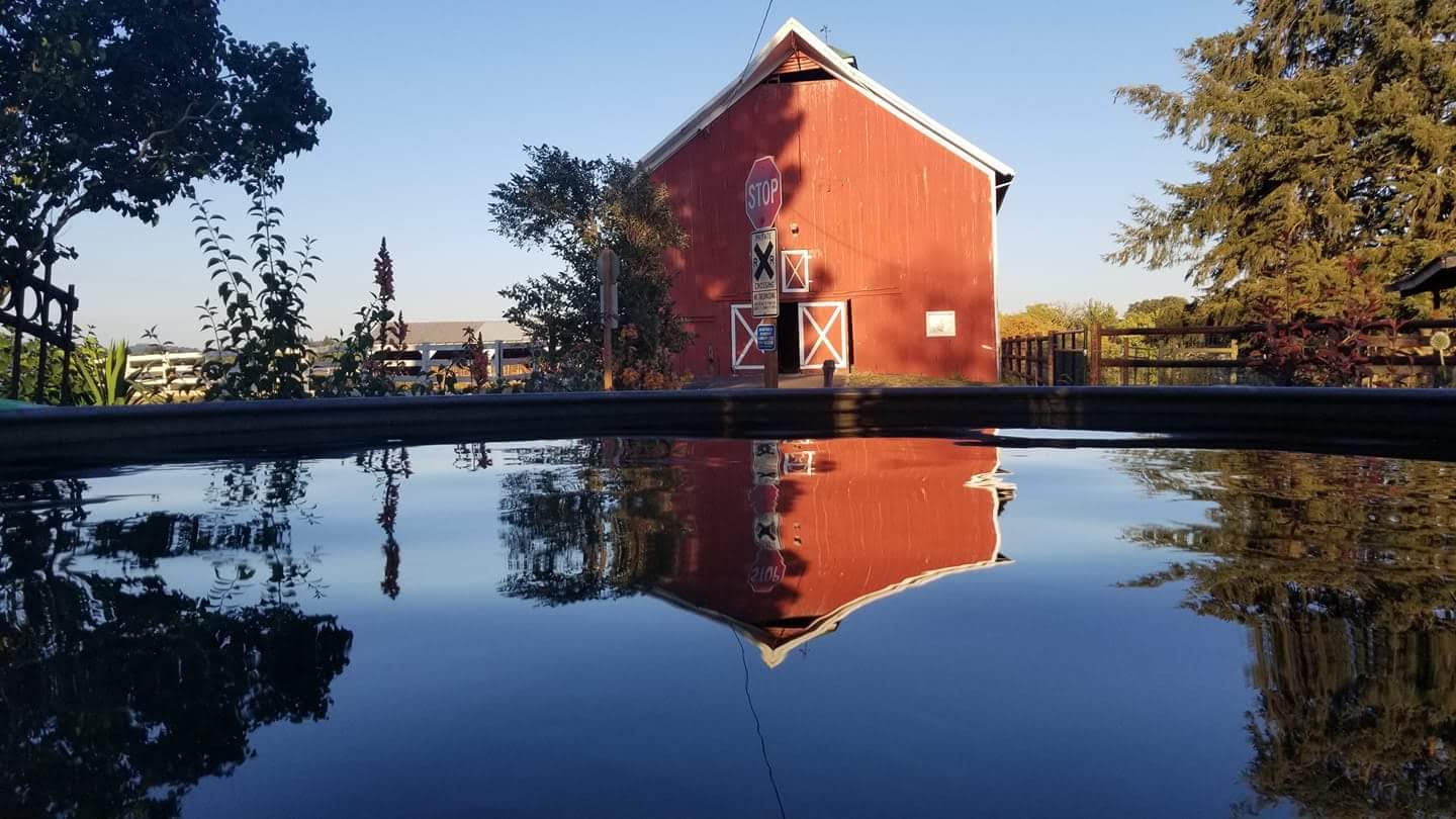 Rindy Mae: The Redneck Pool and Rainbow Garden