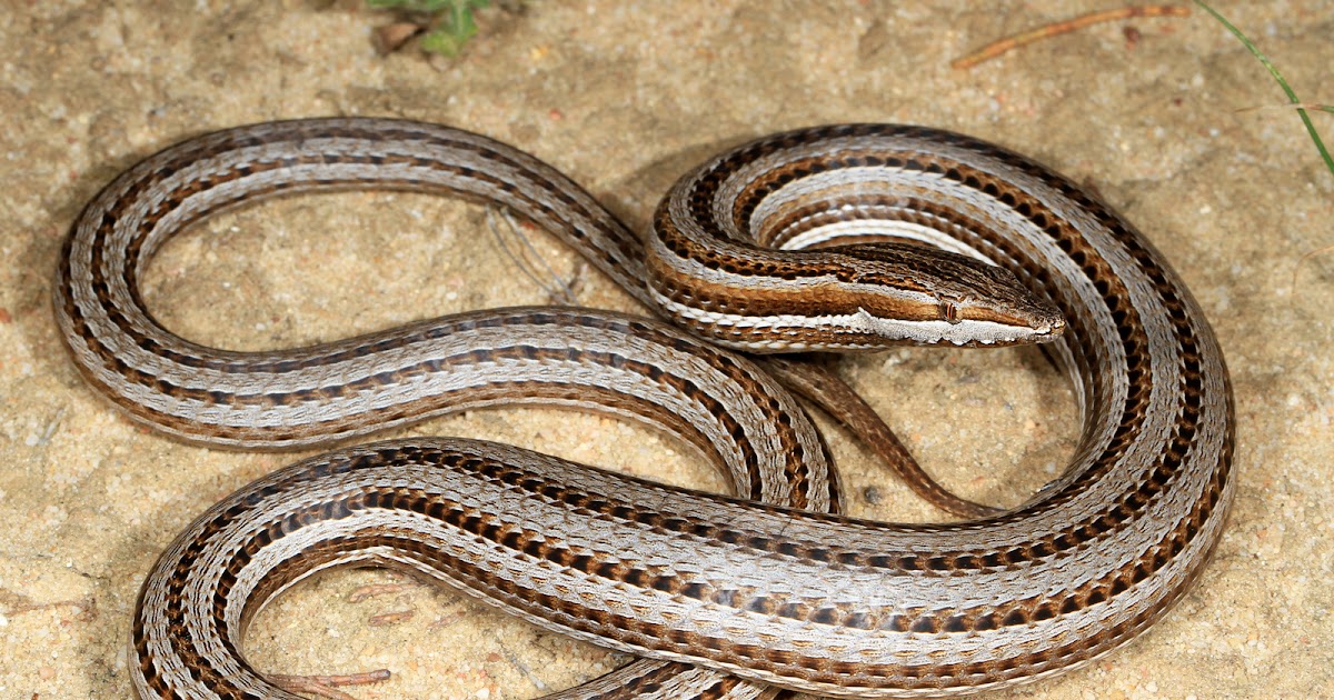 Real Monstrosities: Burton's Snake Lizard