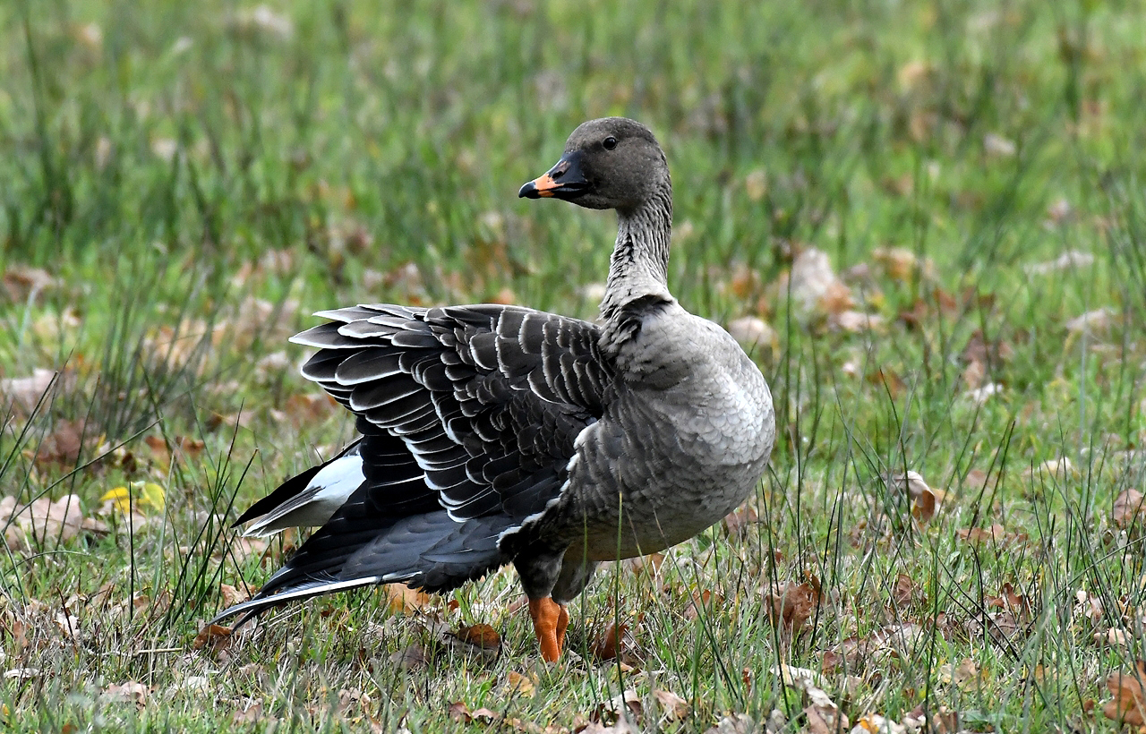 Jozef van der Heijden - Natuurfotografie: Toendrarietgans dwalende ...