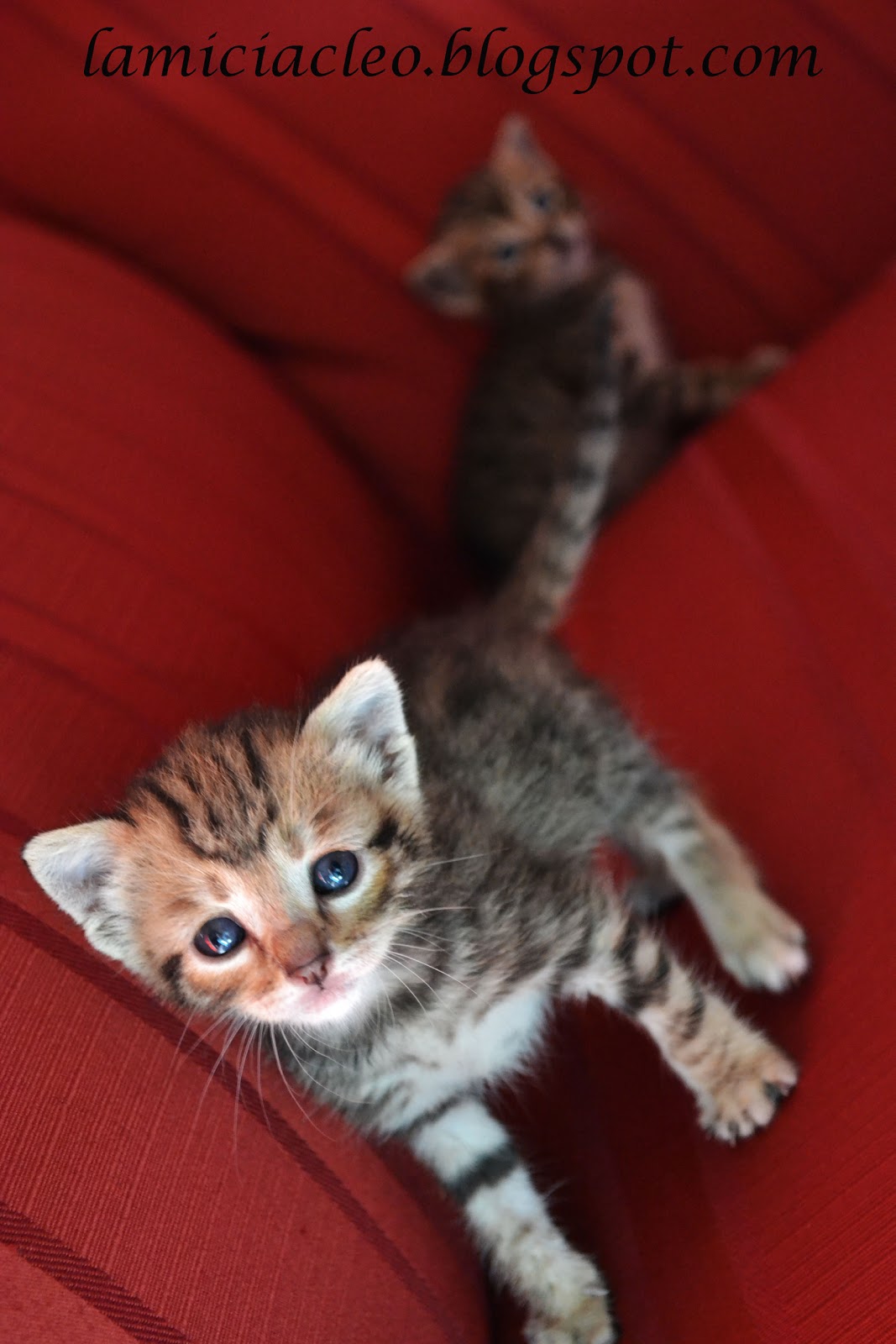 La micia Cleo: I mini mici e... lo svezzamento!