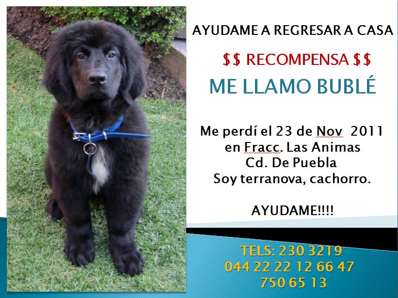 Animales extraviados (Puebla, México): BUBLÉ EXTRAVIADO