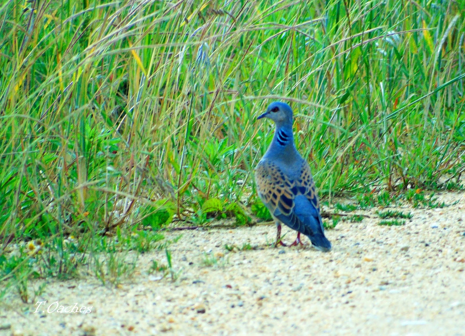PASARI DIN ROMANIA: TURTURICA, Streptopelia turtur