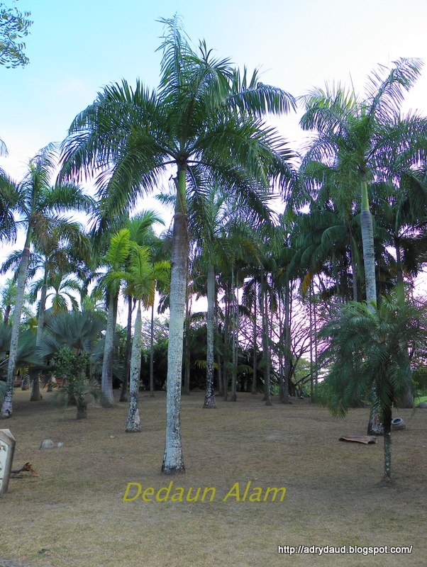 Dedaun Alam: Roystonea Regia