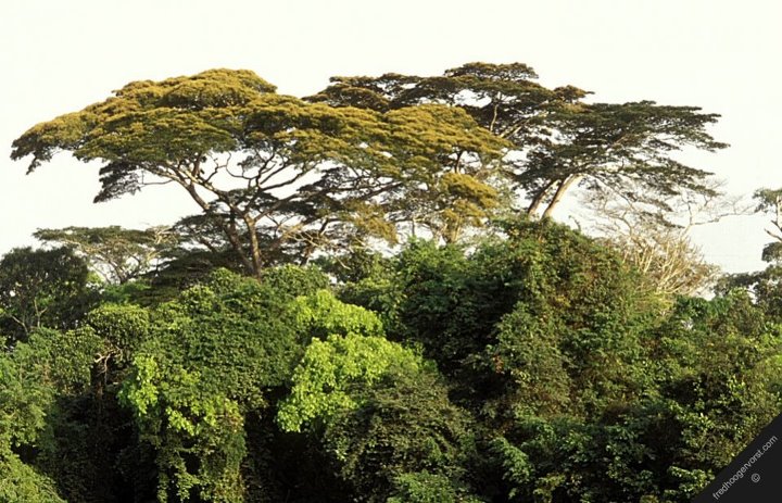 Rain Forest Central African Republic ~ Entertainment-Enter