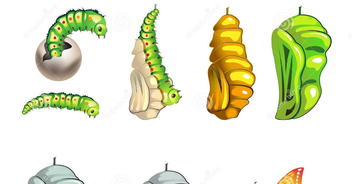 Las Mariposas : Etapas de una mariposa