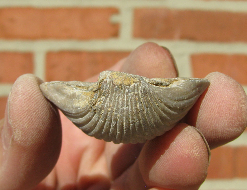 Views of the Mahantango: Neithea texanus pelecypod from the Duck Creek ...