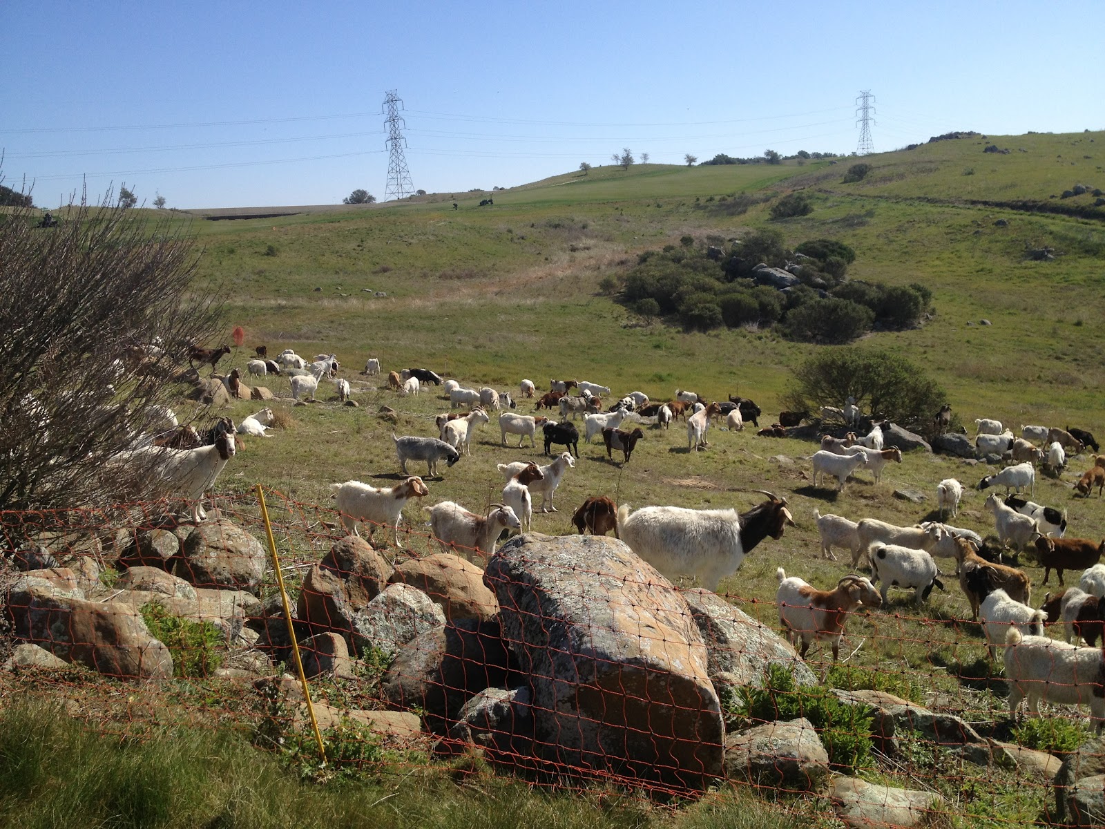 TPC Stonebrae Maintenance