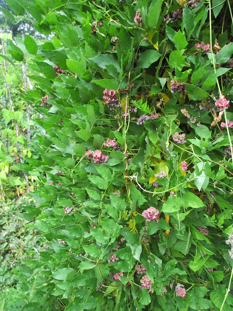 permacultuur avontuur: 57. Indianenaardappel (Apios tuberosa)