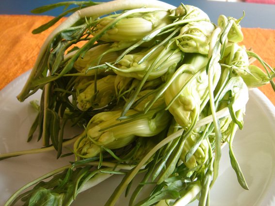 fleggsisters-italian beauty: Puntarelle