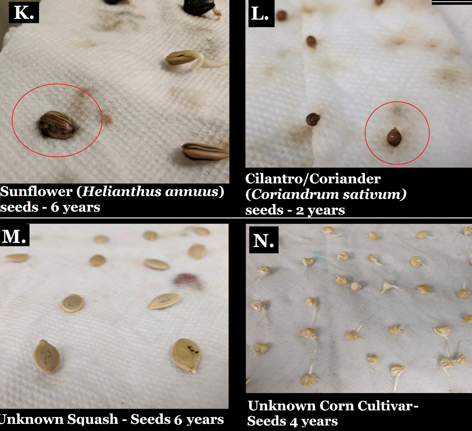 CO-Horts: The Simple Trials of Seed Germination