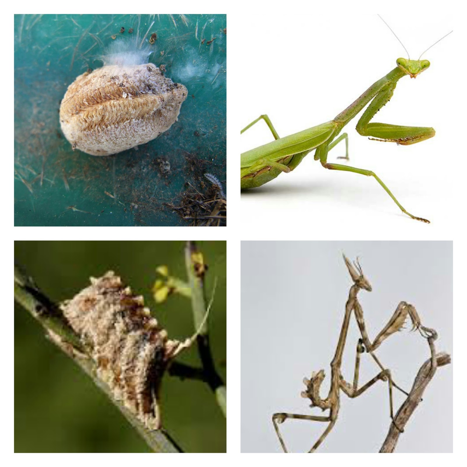 COMPARATIVA DE OOTECAS DE MANTIS