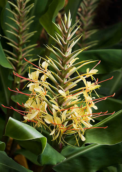 Hedychium gardnerianum - Jungle Tuin