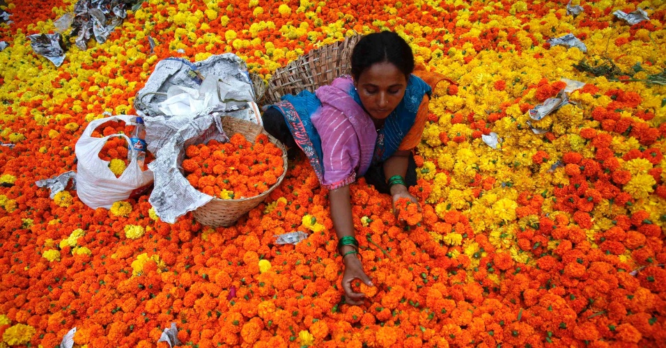 Studio Floral Dora Santoro: Flores da India
